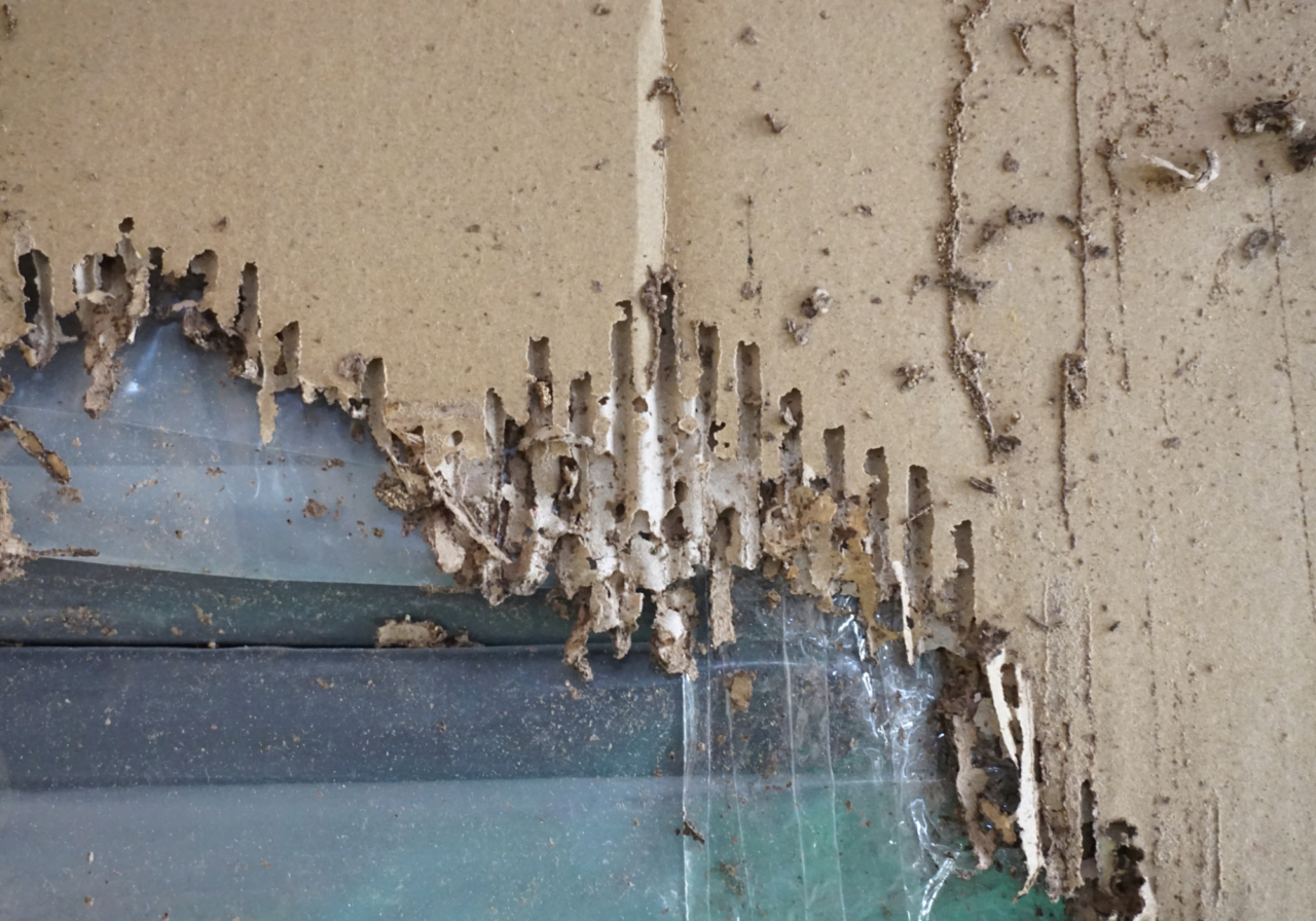 Termite Inspections | DILIGENT