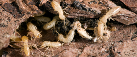 Everything to Know About Termite Inspections | DILIGENT